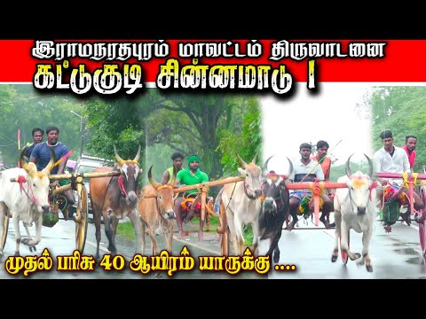 திருவாடான கட்டுகுடி சின்னமாடு-1 -29/11/2025- thiruvadanai chinna madu part-1 ksk rekla race
