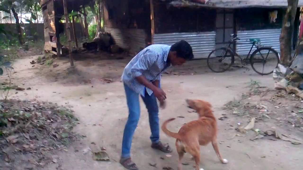 dog vs man - YouTube