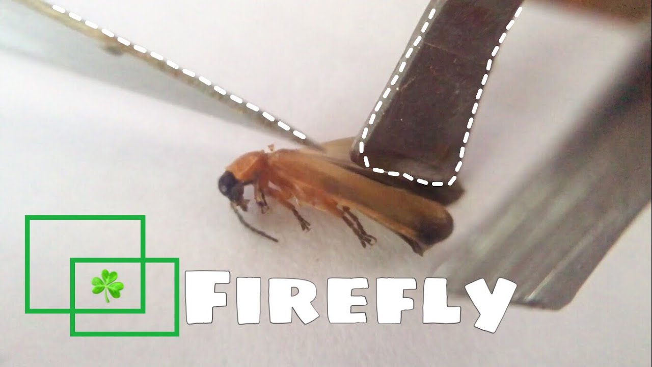 Dissecting the wings of Firefly for Geometric Morphometric Analyses ...