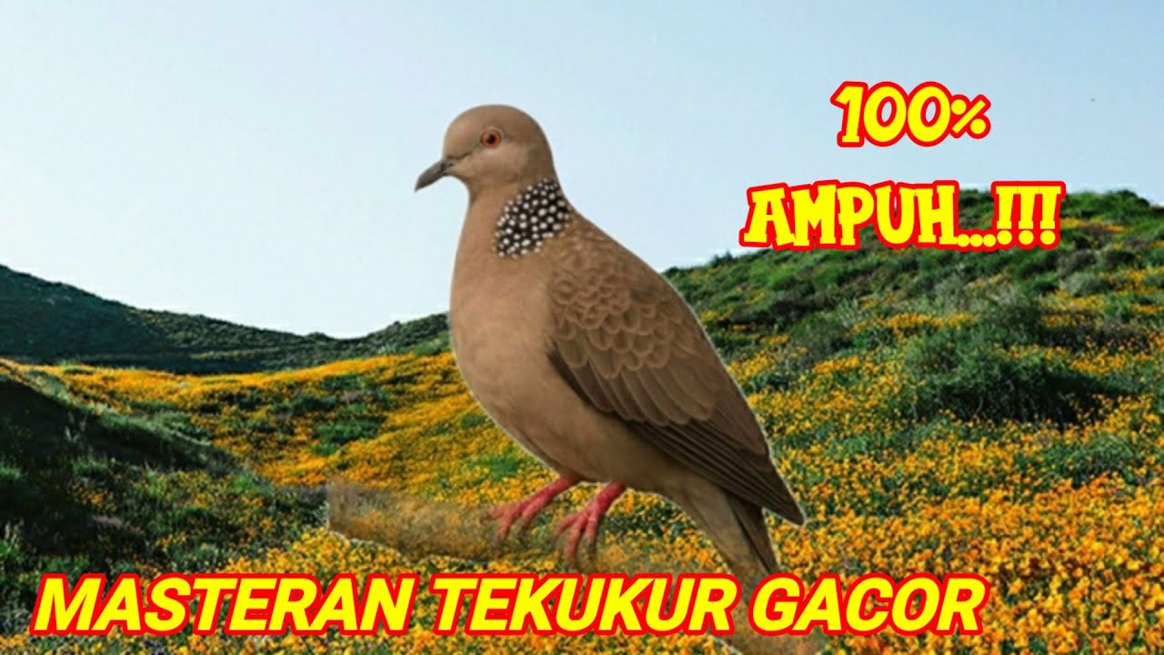 Masteran Burung TEKUKUR Gacor - AMPUH Pancing Tekukur Bunyi - YouTube
