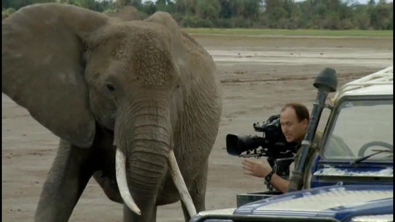 Natural World 2010 Echo An Unforgettable Elephant - YouTube