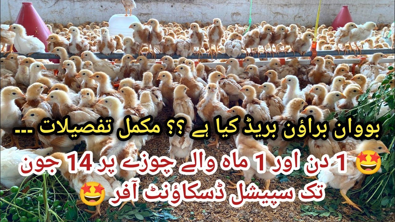 😱😍 Special offer on 1 day and 1 month old chicks of bovans brown ...