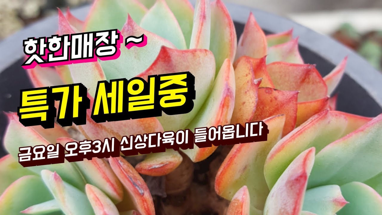 인천다육 내일 오후3시 신상다육이 입고 노숙한 묵둥이 세일판매합니다 인천다육도매 다육이싼집 화분세일 국민다육