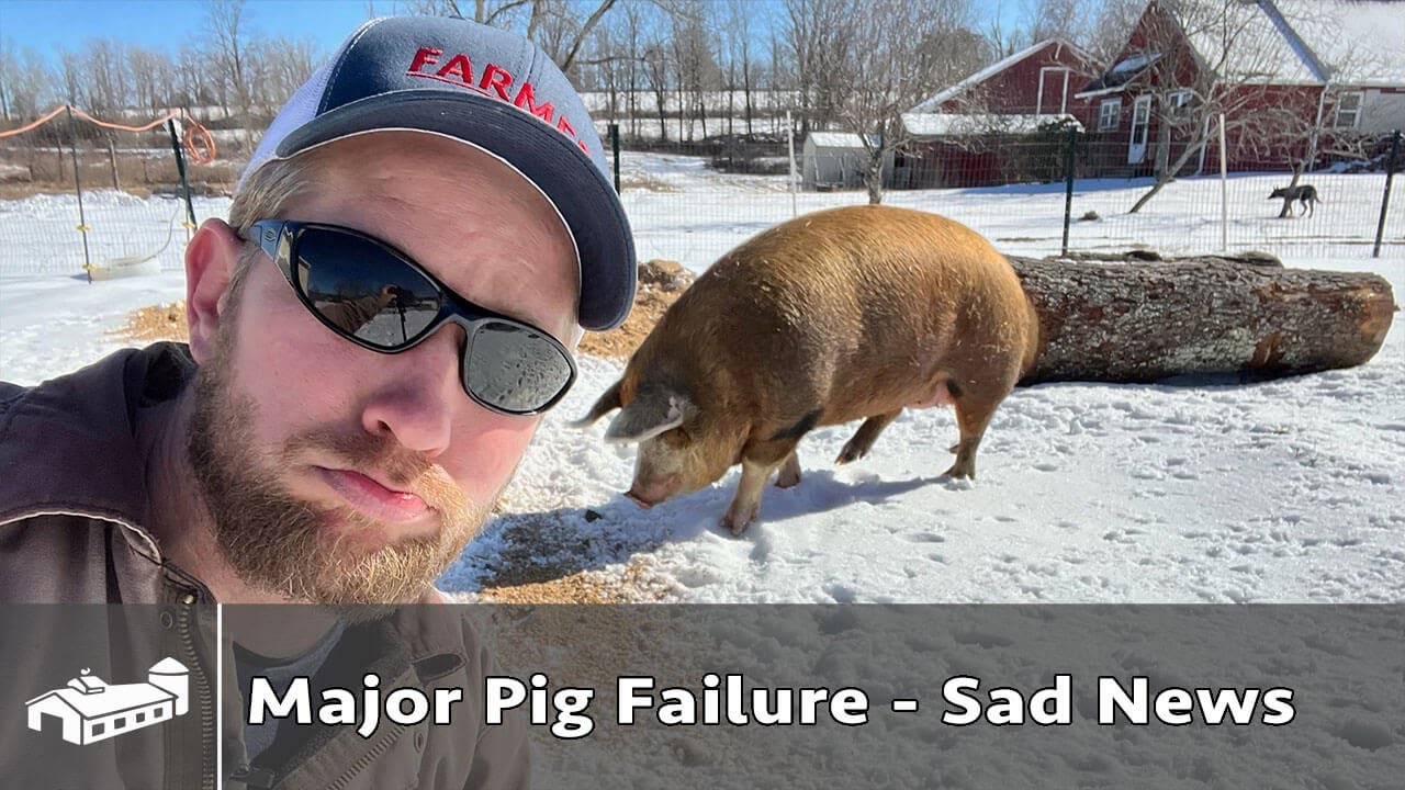Major Pig Failure - Sad News - YouTube