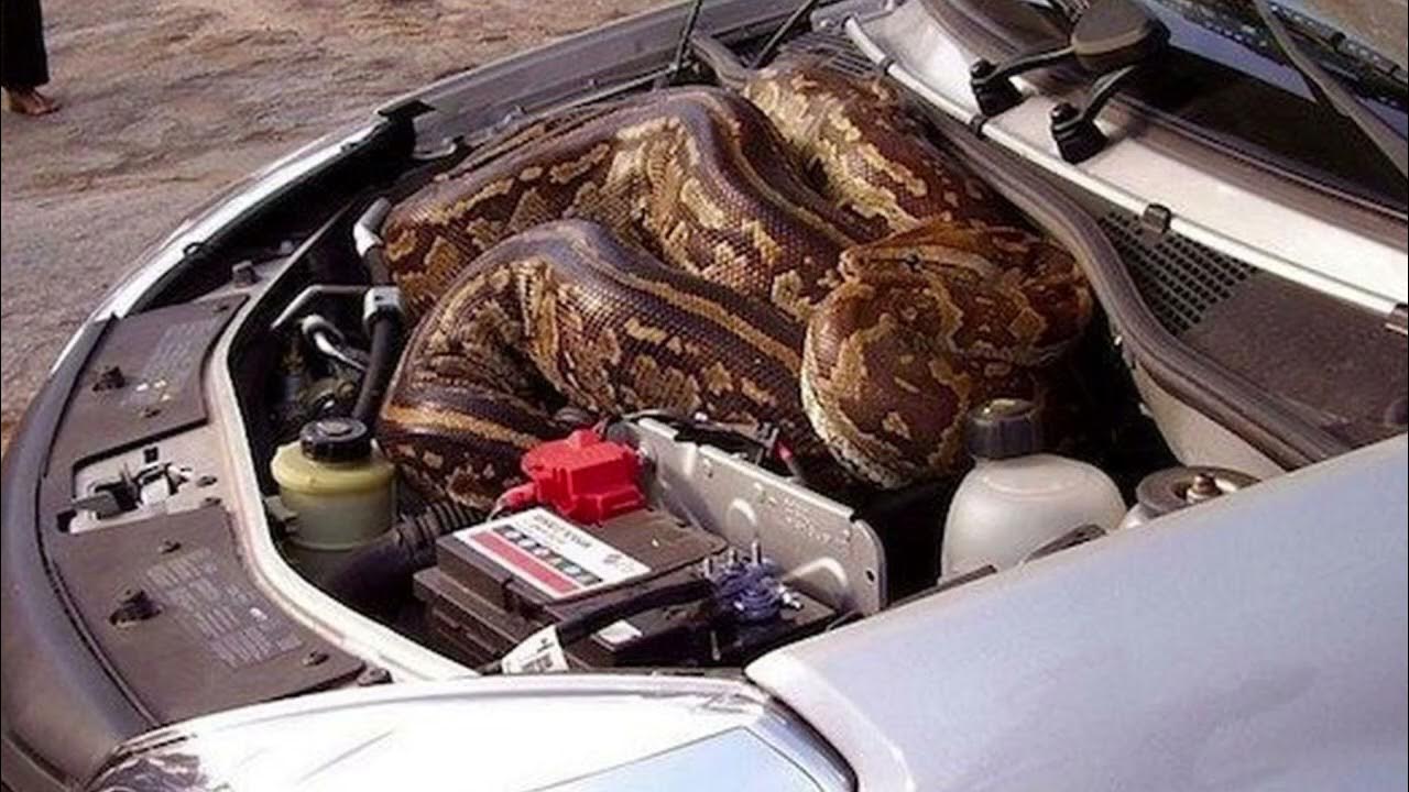 Couple Finds 16-Foot Python Coiled Up in Their Car at Kruger National ...