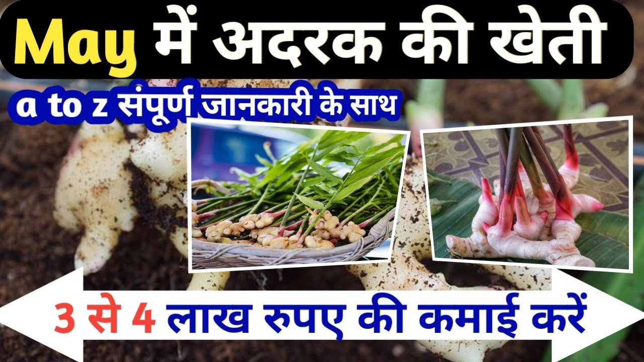 अदरक की खेती कब और कैसे करें। अदरक की खेती से 3-4 लाख कमाएं। Ginger ...