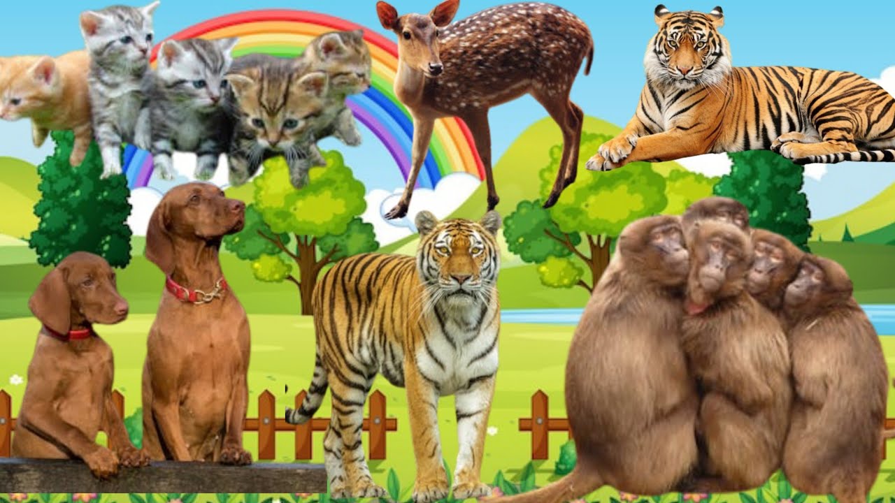 Animals Cartoon Video Tiger Cats Hirni Monkey Dogs Tigers Butifull ...