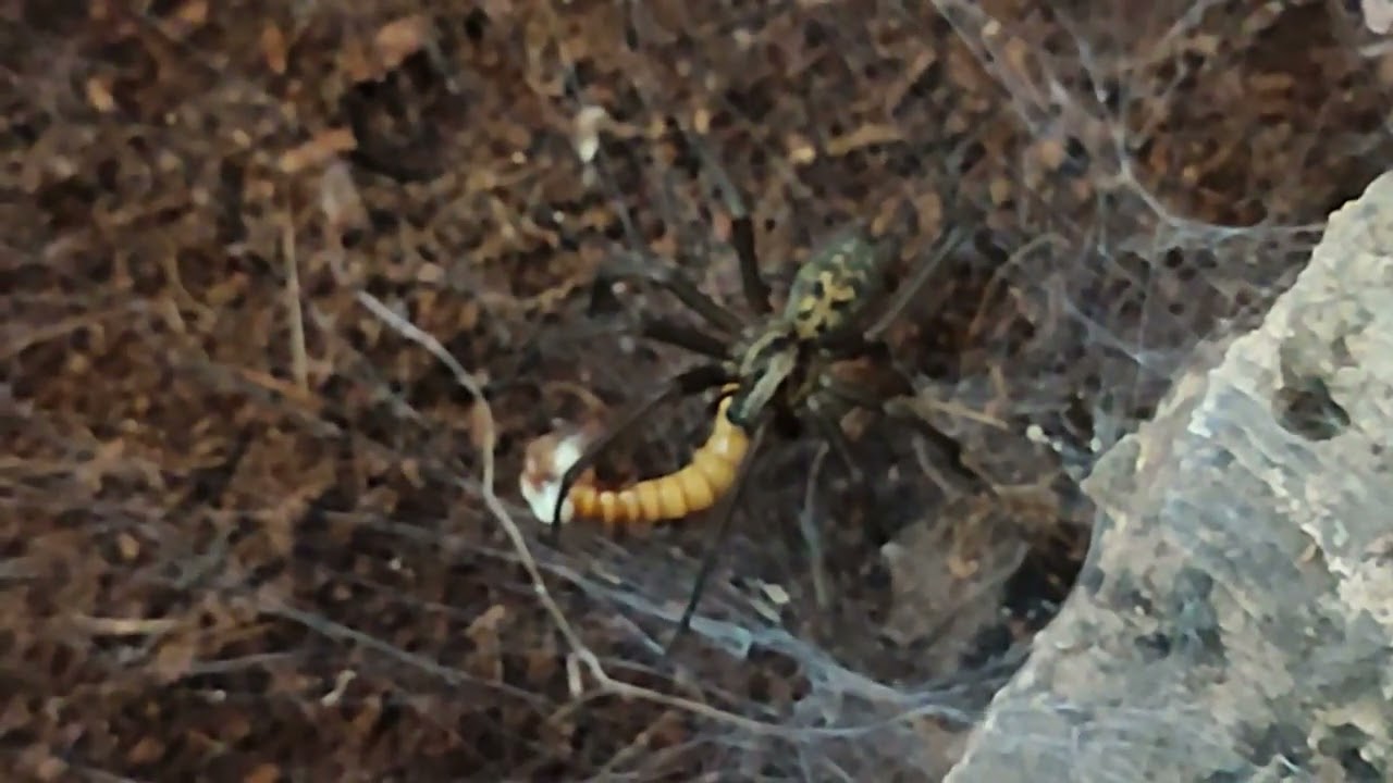 Giant House Spider "Aragog" feeding 240fps slow motion - YouTube