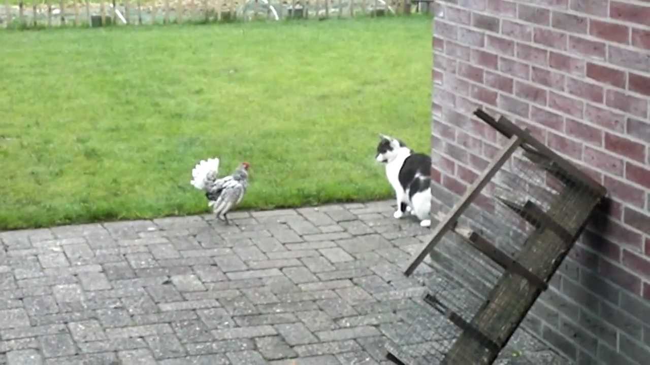 Sebright rooster vs cat - YouTube