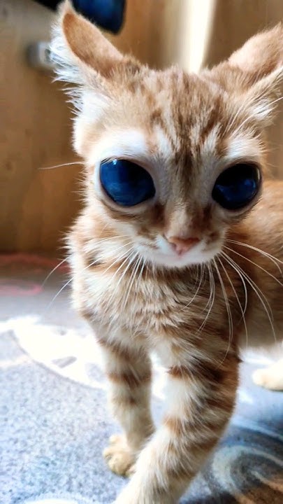 Маська #коты #глаза #кот - YouTube
