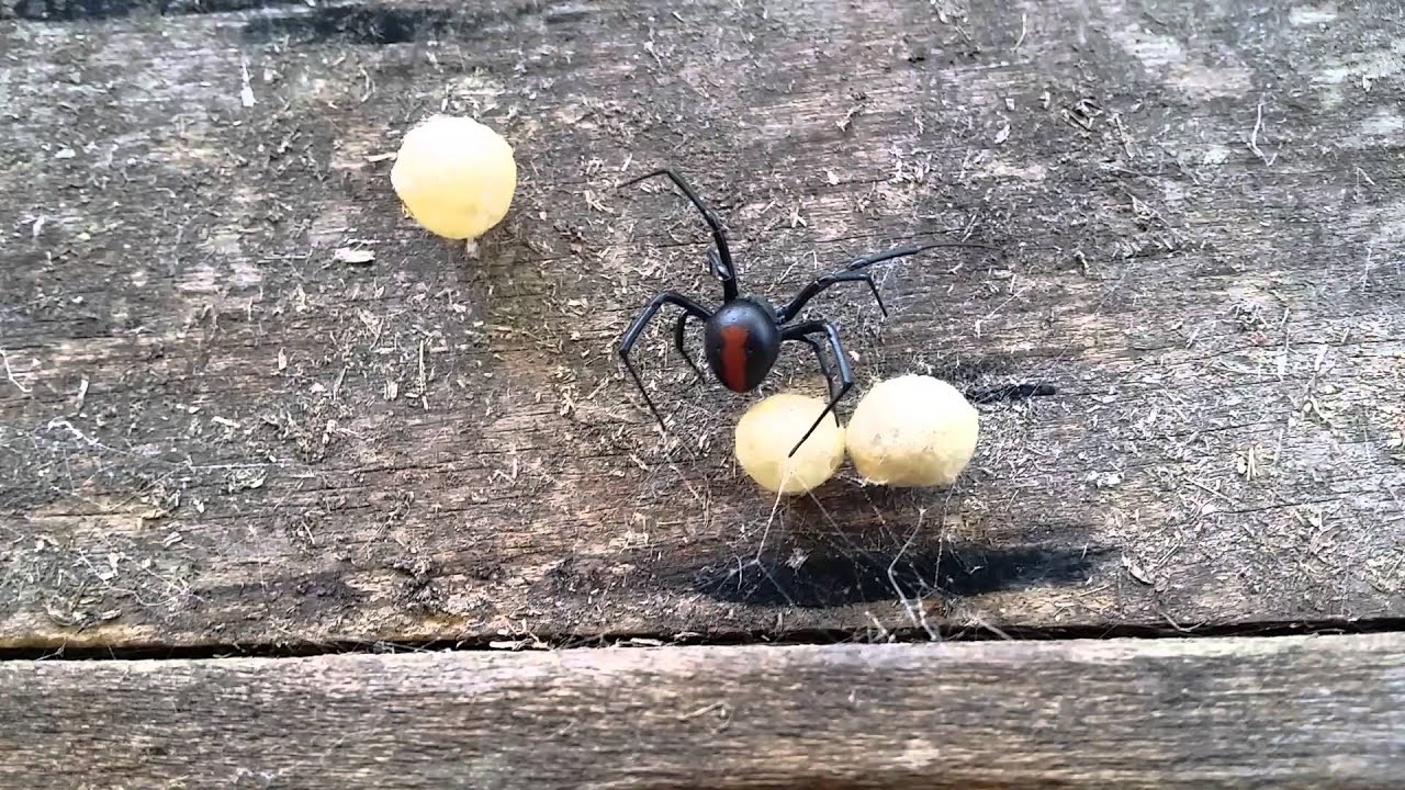 Red back spider rocking her babies - YouTube