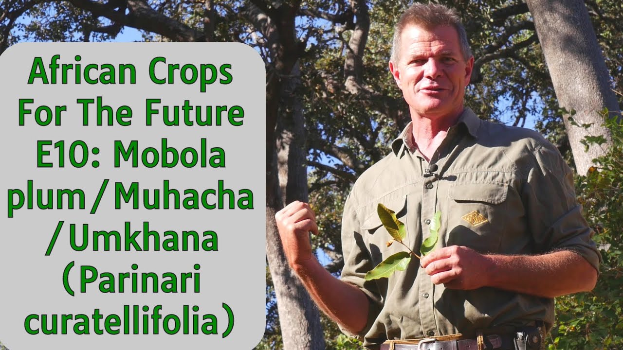 African Crops For The Future E10: Mobola Plum/Muhacha/Umkhuna (Parinari ...