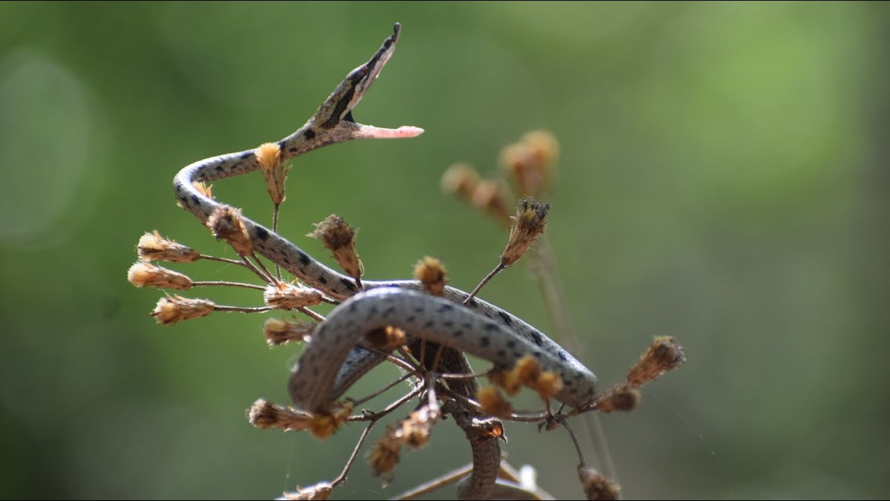 Indian Brown vine snake🐍 #bhadra #shimoga #kuvempuuniversity - YouTube