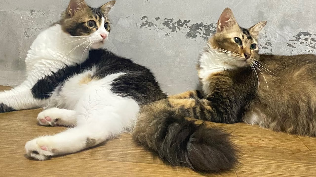 Reo and Betty | Cat Activity | #BettyVlog13 - YouTube