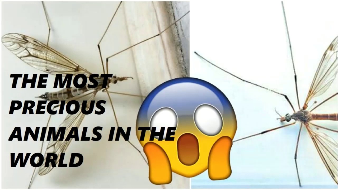 THE MOST PRECIOUS ANIMALS IN THE WORLD🦜 - YouTube