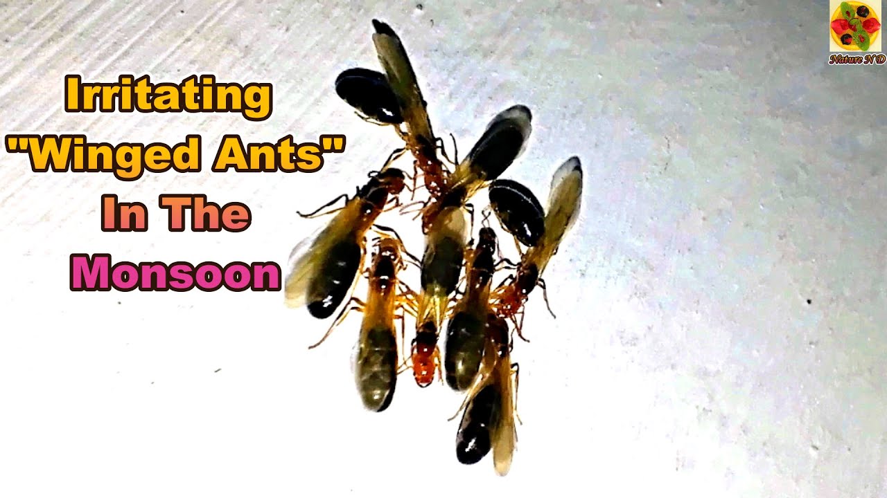 Ants. “Winged Ants”. “Flying Ants” In Monsoon. “Swarmers”. Alates ...