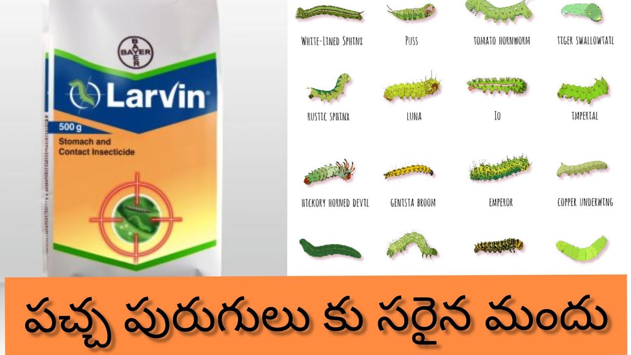 larvin insecticide telugu chill pesticide pest telugu - YouTube