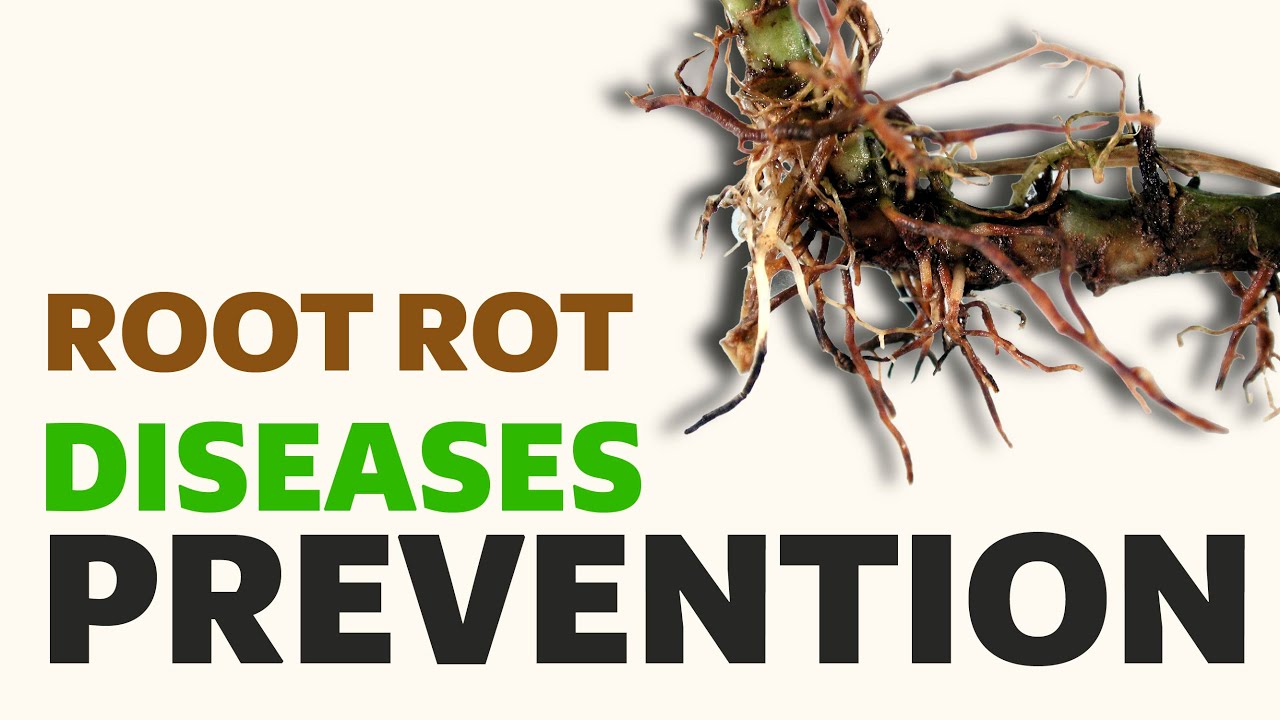 How to Identify, Treat, and Prevent Root Rot || Root Rot Diseases - YouTube
