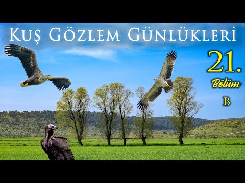 Yırtıcı kuşlar için Bolu'dayız | Akkuyruklu Kartal | Şah Kartal | Kuş Gözlem Günlükleri 21