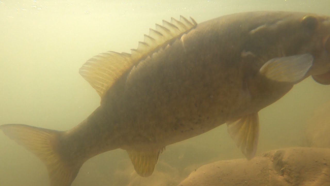 River Fishing for Smallmouth Bass (My First Bronzies of 2021!!!) - YouTube