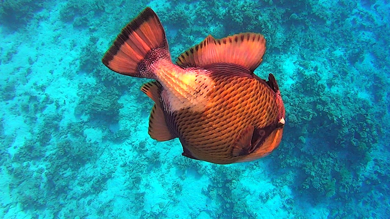 Балистод (crazy fish) - YouTube