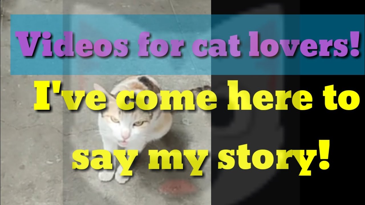 A cat is telling her story to a man. Listen and enjoy! - YouTube