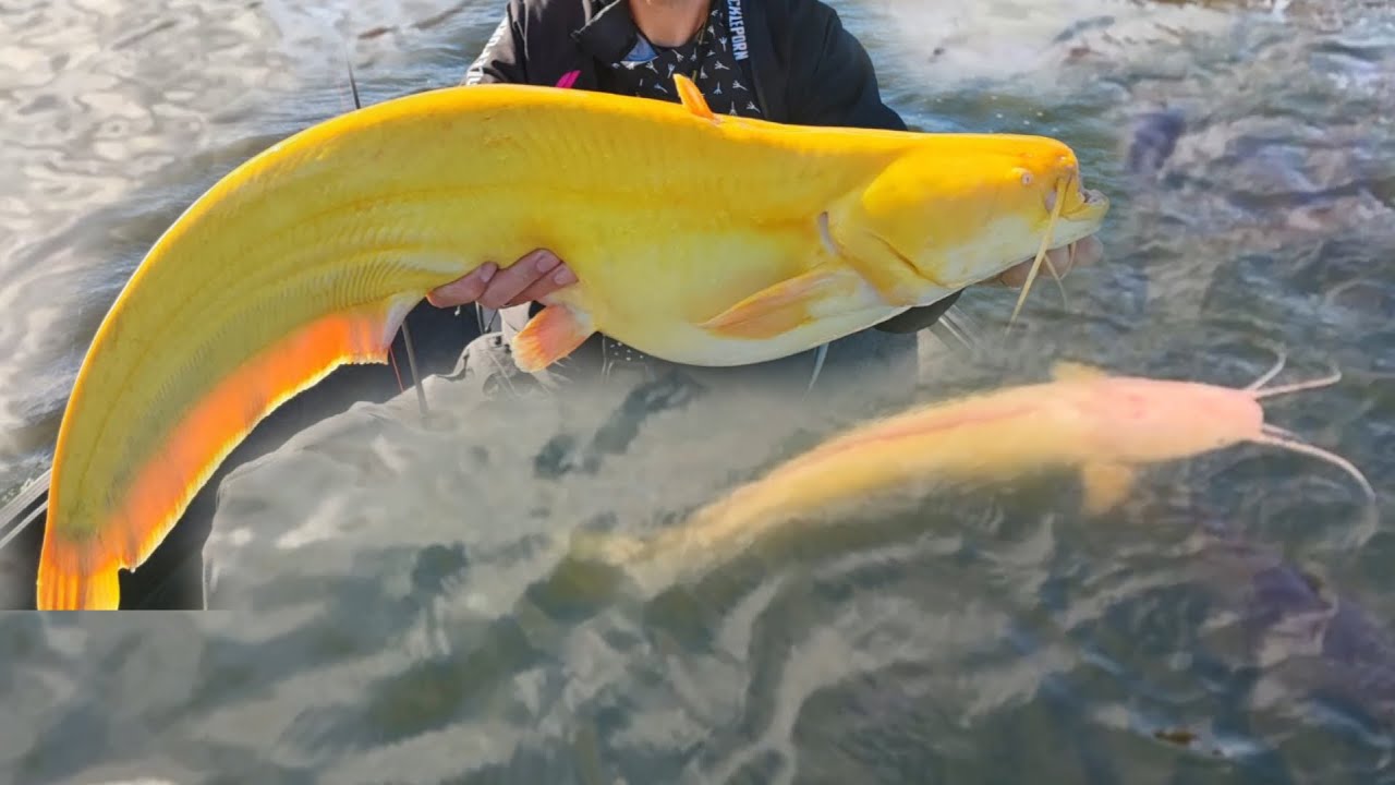 Golden catfish - YouTube