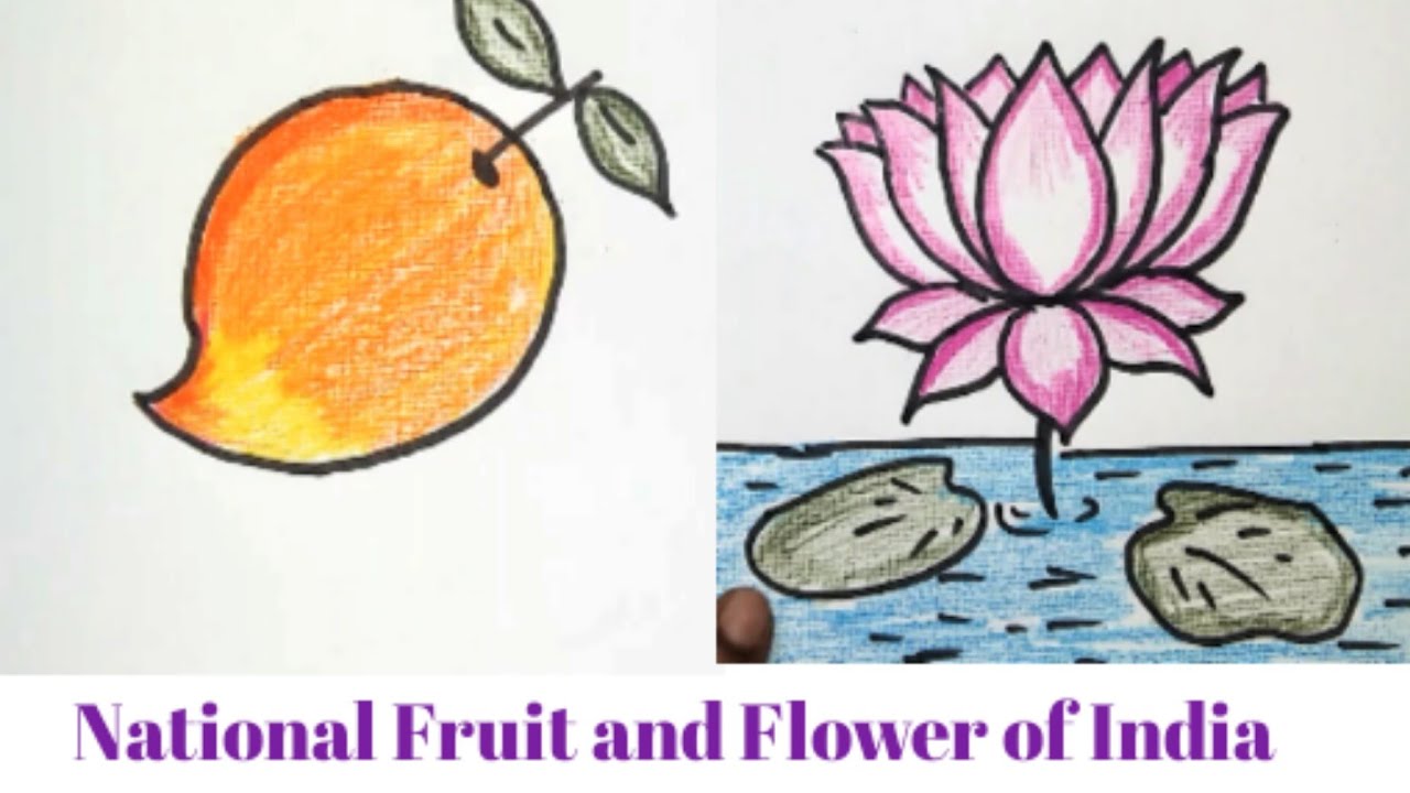 Indias National Flower Drawing