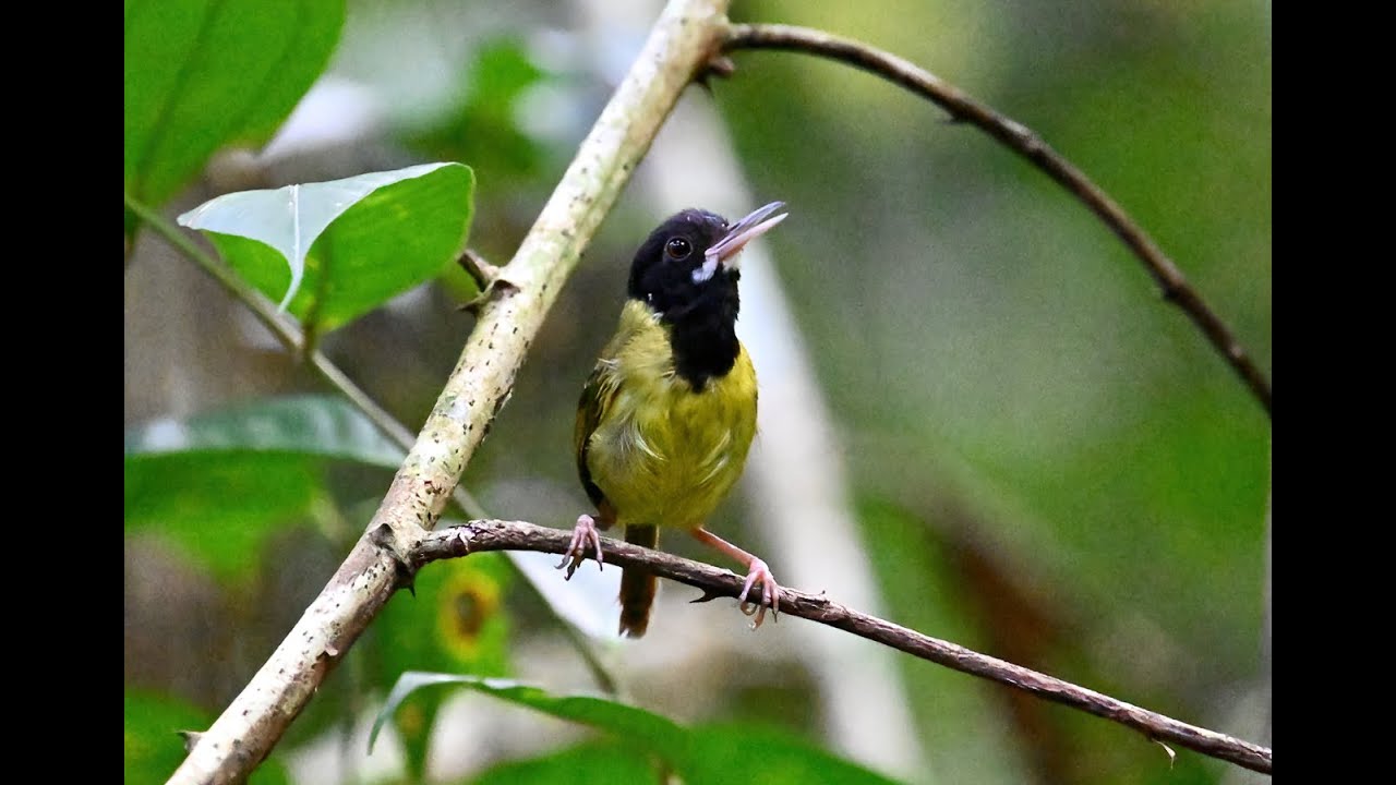Tenor : Yellow-breasted Tailorbird 男高音：黃胸縫葉鶯 - YouTube