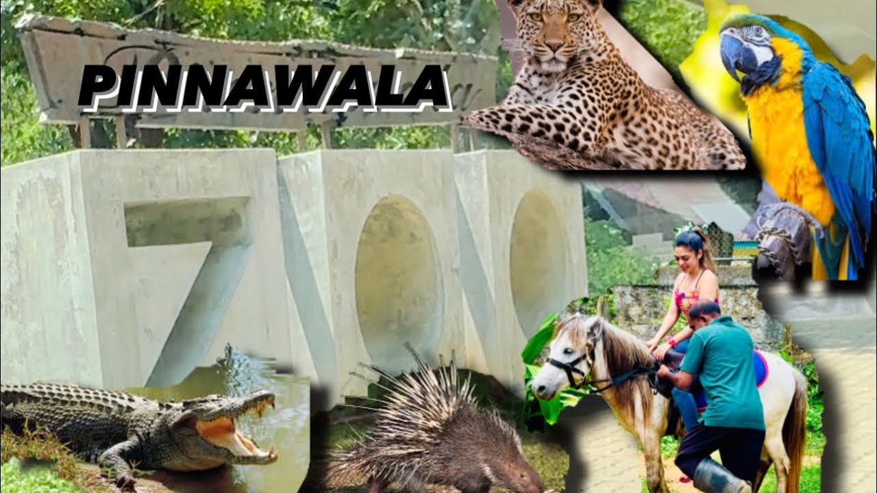Pinnawala Zoo Sri Lanka 🇱🇰 | තවත් එක් දවසක් .🍃| Pinnawala අලුත් ම ...