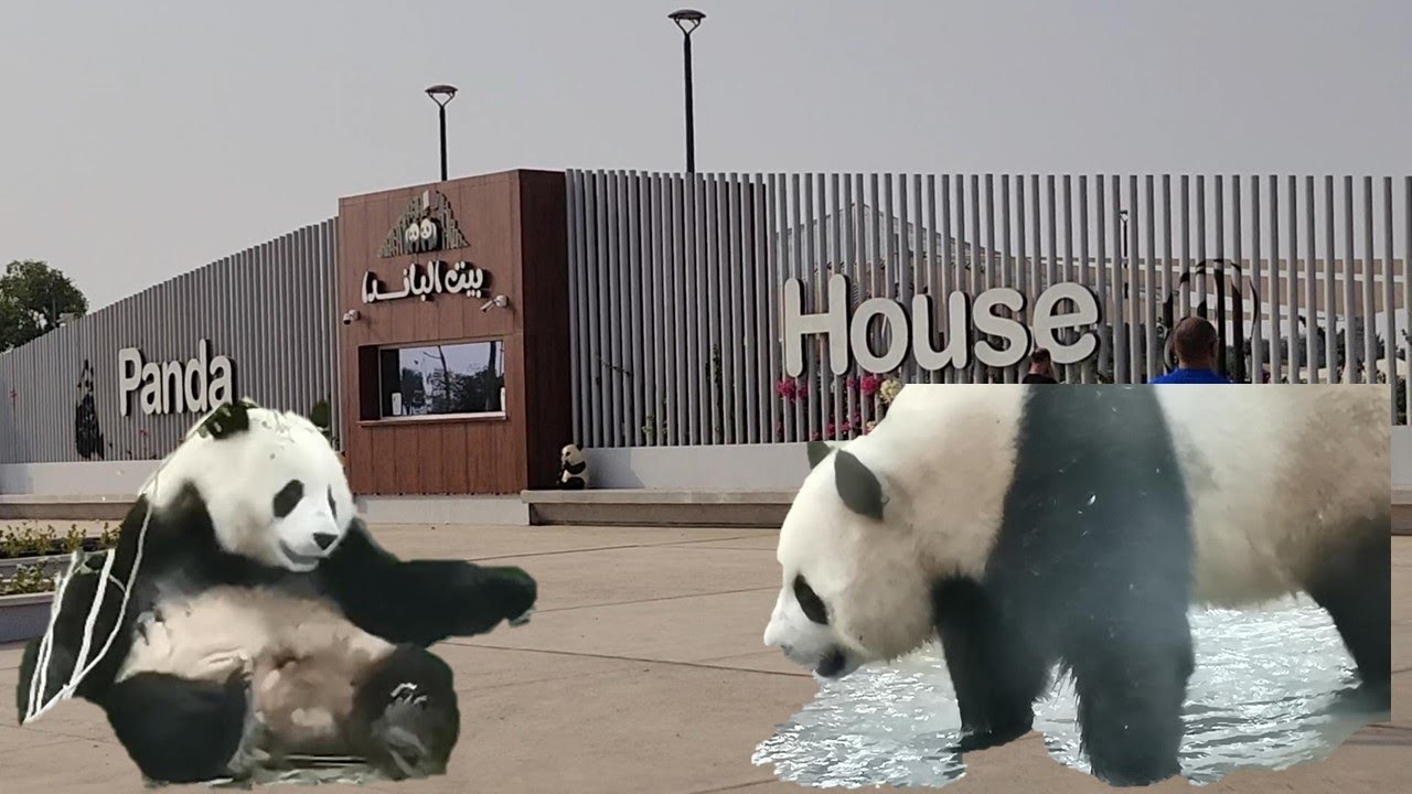 #pandahouse #visitqatar Panda House Qatar | Visit Middle East’s first ...