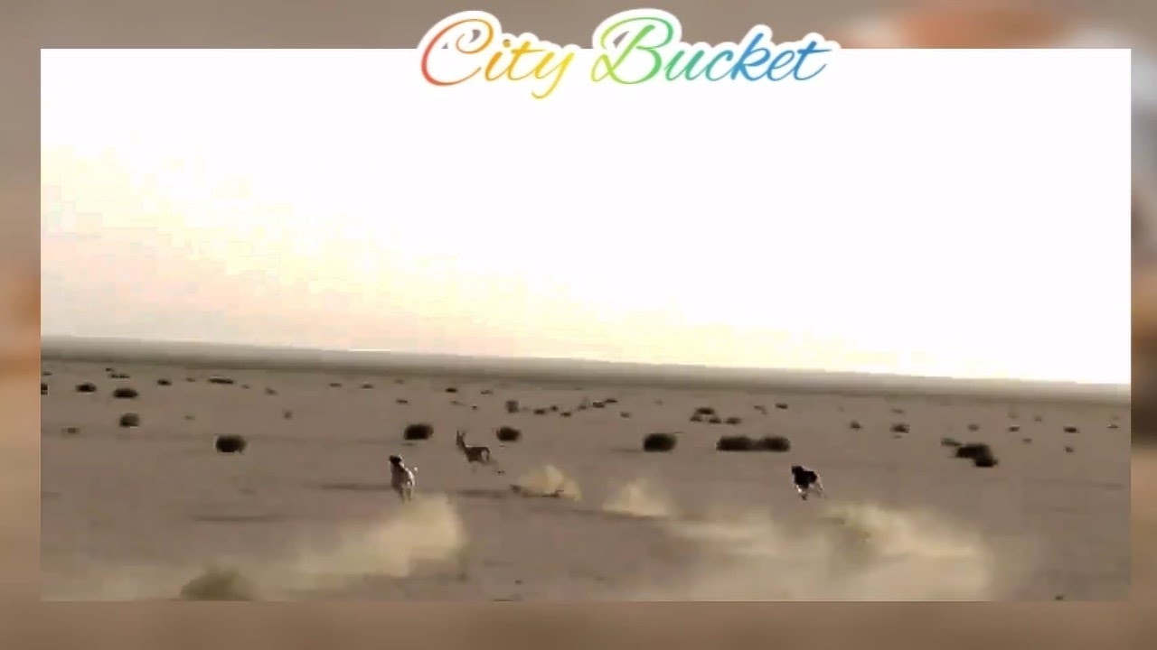 Dubai desert hunters. Dog and deer hunting in desert. - YouTube