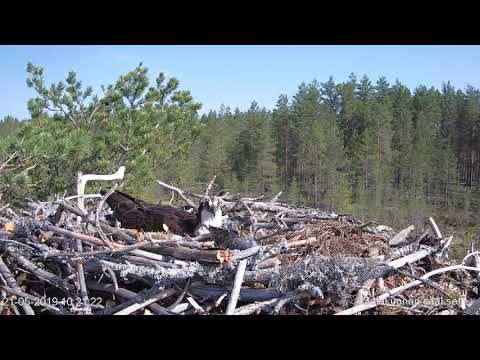 21.5.2019 - #1 - Alman nopea aamiainen
