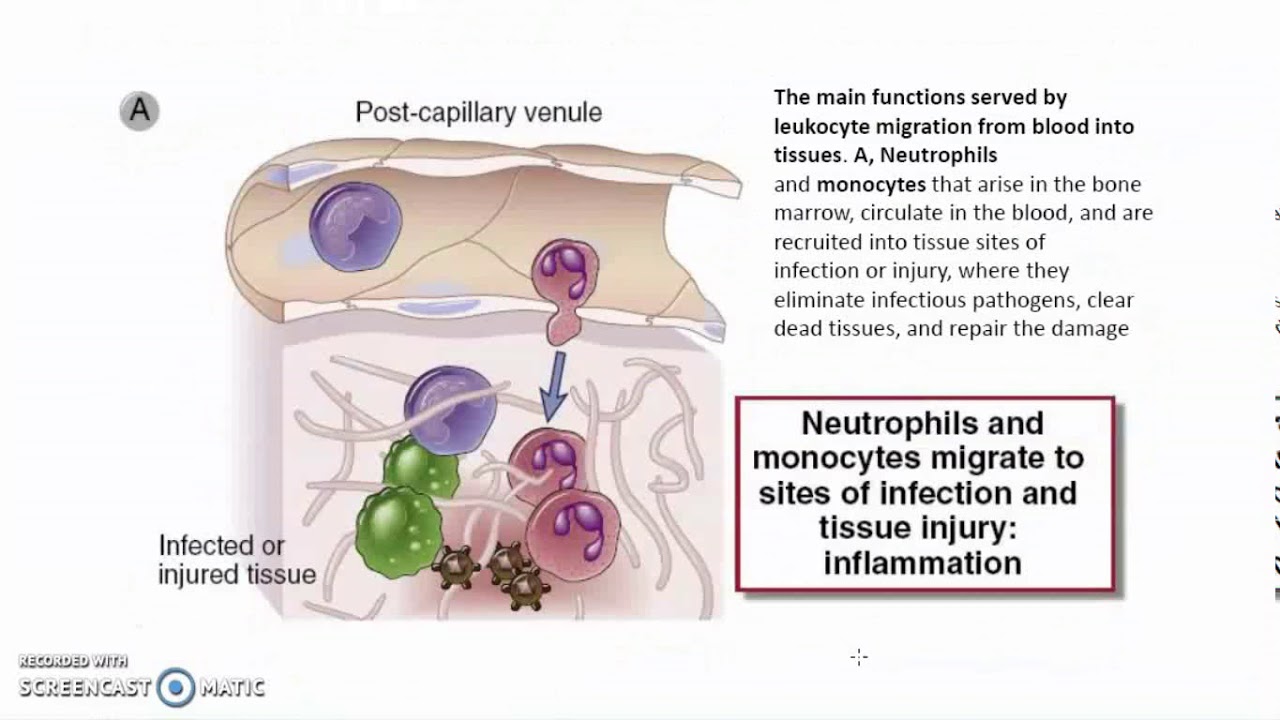 Chapter 3 Leukocyte Circulation and Migration into Tissues 1 - YouTube