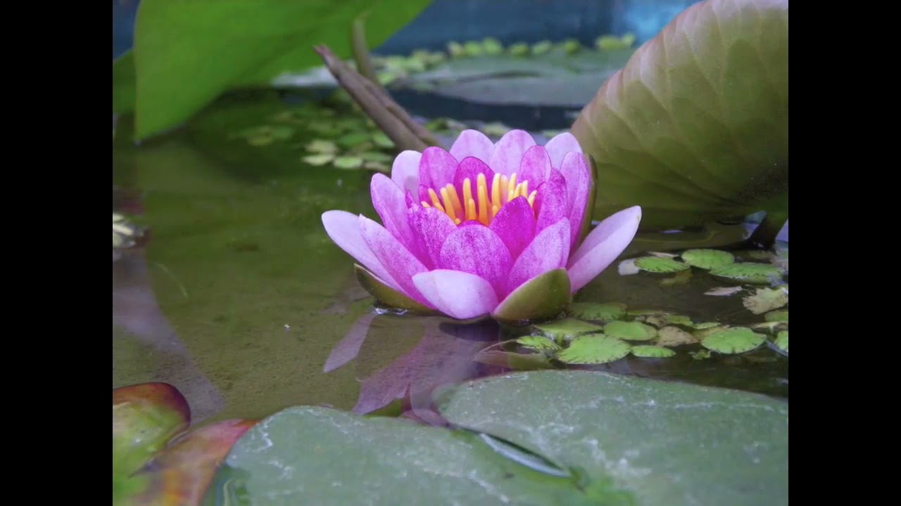 （HD) Blooming Water Lily Time Lapse - YouTube