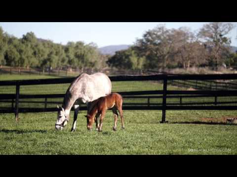 EA Ranch, Incredible Horse Breeding Farm, 18122 Littlepage Rd.  Ramona, CA