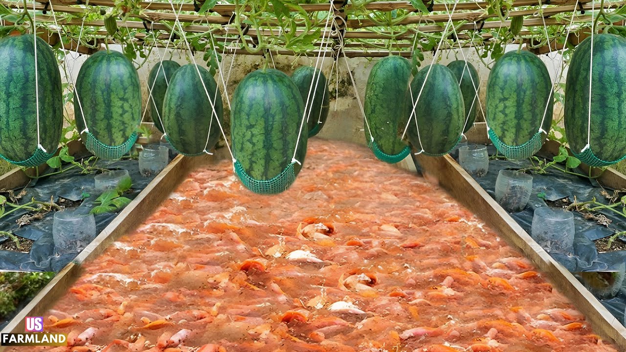Combining Fish and Vegetables Raising in Small Space | How Harvesting ...