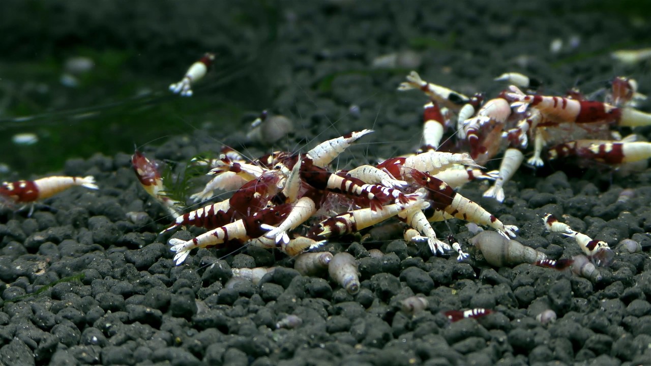 Red Pinto Shrimps - YouTube