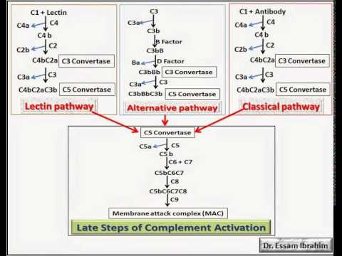 Complement activation flowchart Dr Essam Ibrahim - YouTube