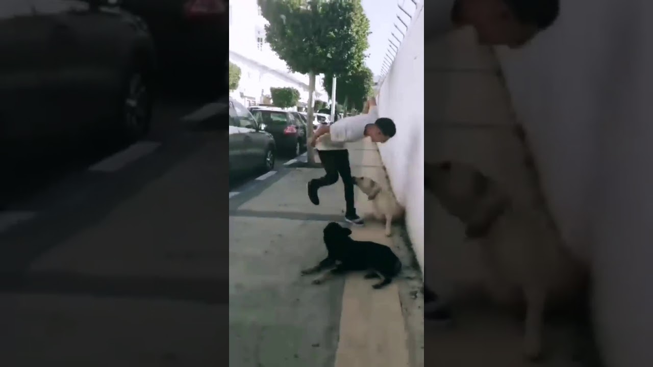 Cuando estas Grabando tu Video de TRAP ( perro muerde a Trapero ) - YouTube