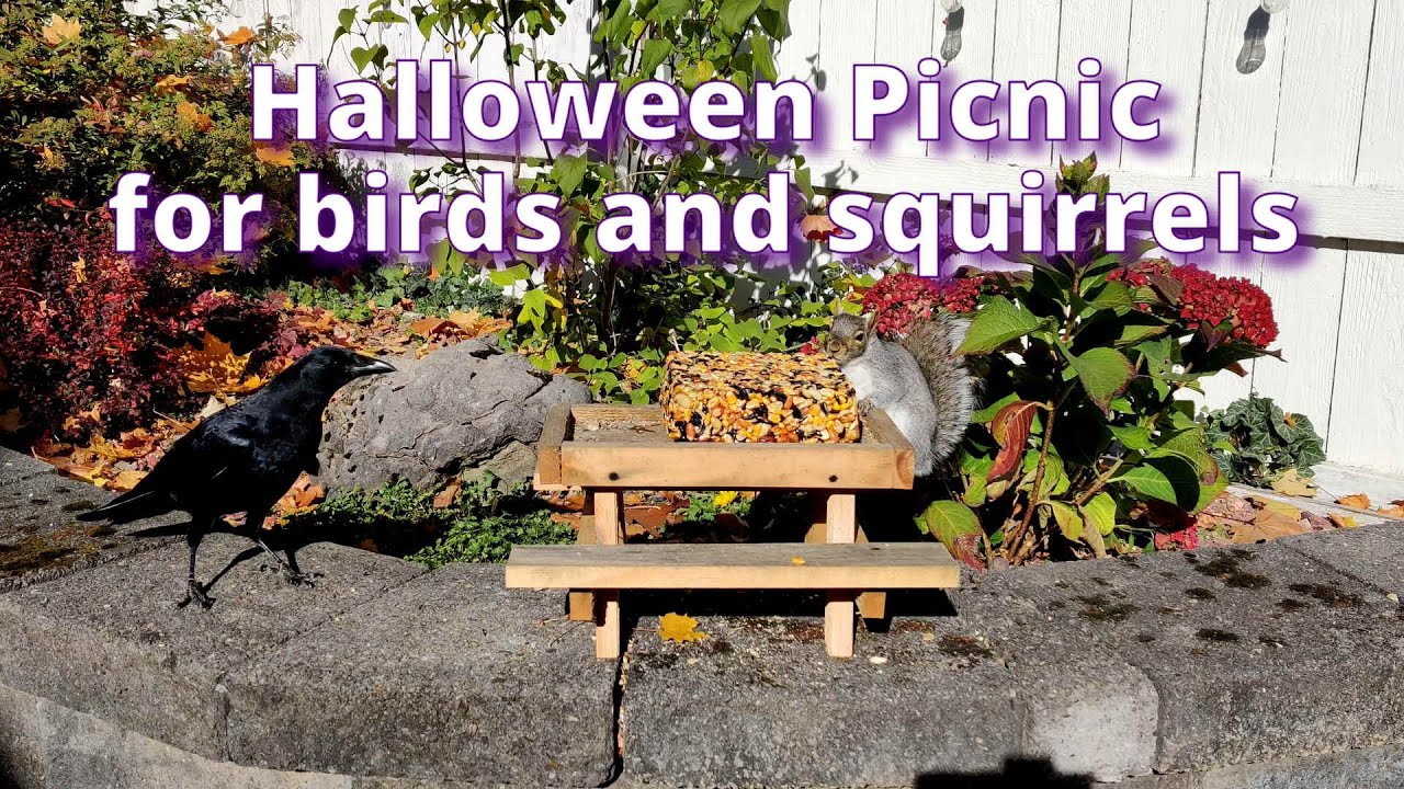 Halloween picnic for birds and squirrels - YouTube