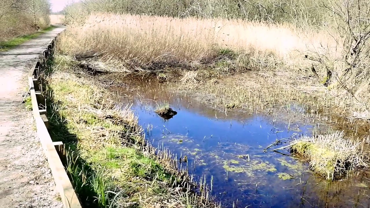 Nature Reserve - Strumpshaw Fen Norfolk - YouTube