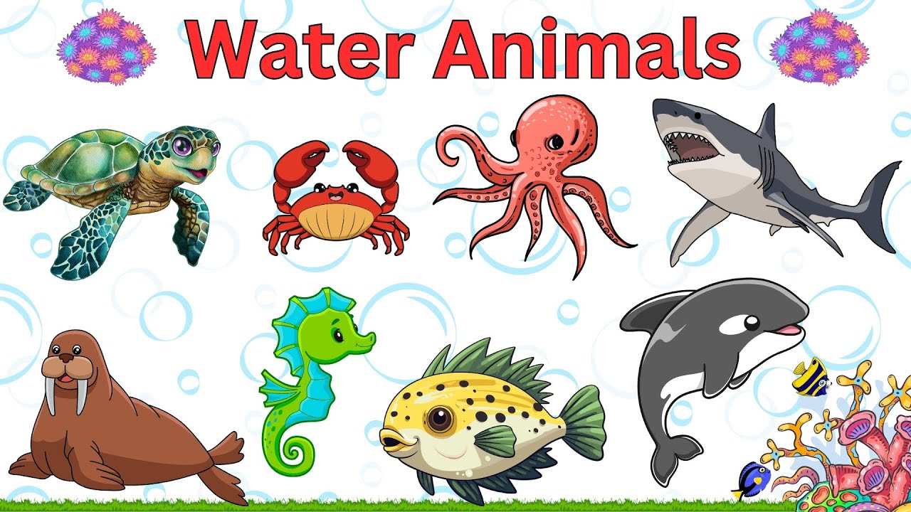 Water Animal Names with Pictures !! | Water Animals for Kids - YouTube