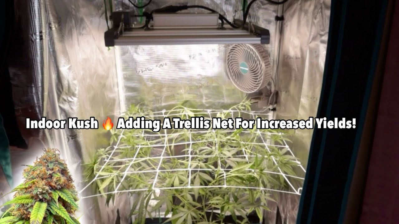 2x2 Cannabis Grow Tent - Adding a TRELLIS NET 🌱 BLUE CHERRY KUSH | Ft. Mars Hydro - YouTube