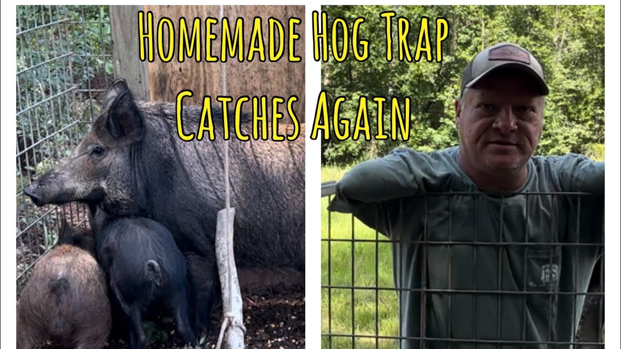 Another WILD HOG Catch in HOMEMADE TRAP - YouTube