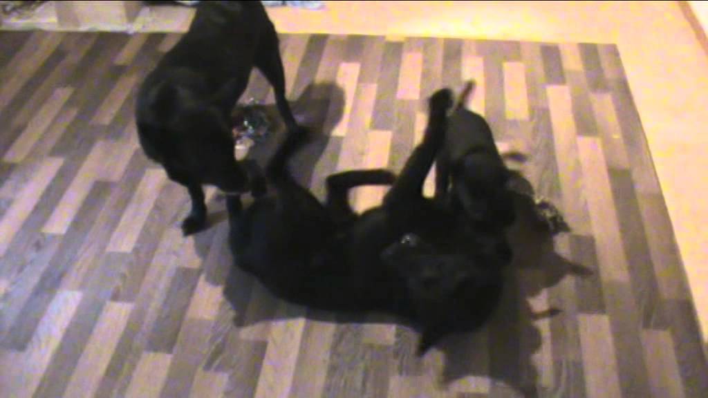 Norsk elghund svart valpar 7 veckor - YouTube