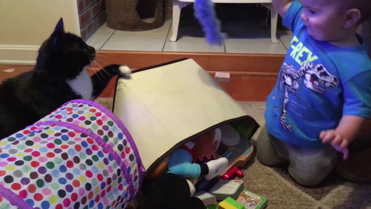 Kitty Giggles - YouTube