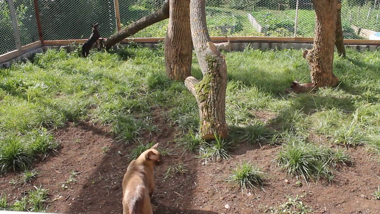 Летняя прогулка. Бурманский питомник "Natize". Burmese cattery "Natize ...
