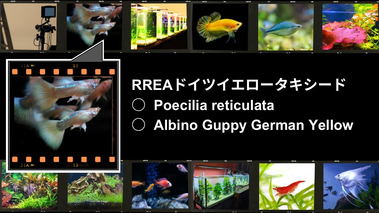 RREAドイツイエロータキシードグッピー ・Poecilia reticulata ・Albino Guppy German Yellow ...