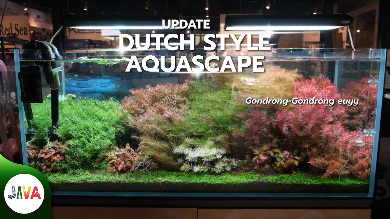 UPDATE DUTCH STYLE AQUASCAPE DI GALERI JAVA AQUATIC - YouTube